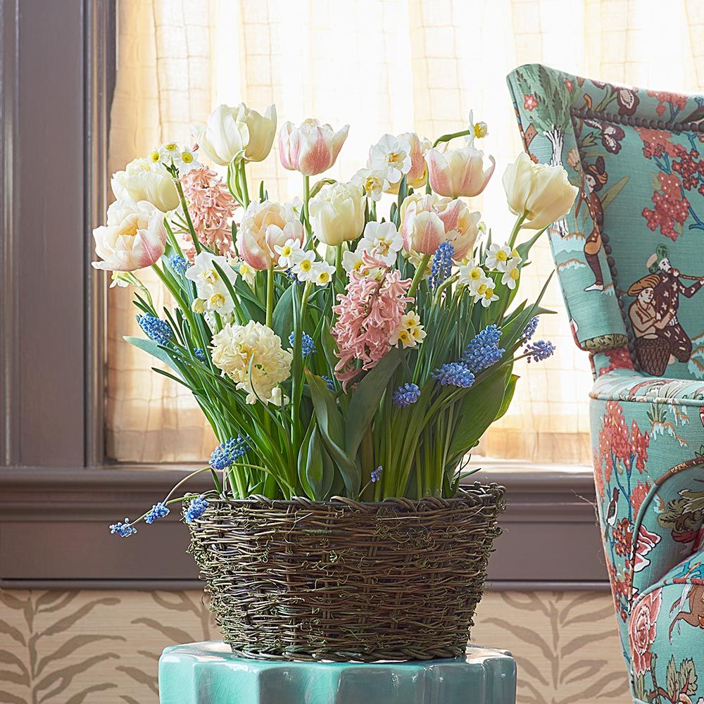 Pastel Perfume Bulb Collection in large Clematis vine basket | White ...