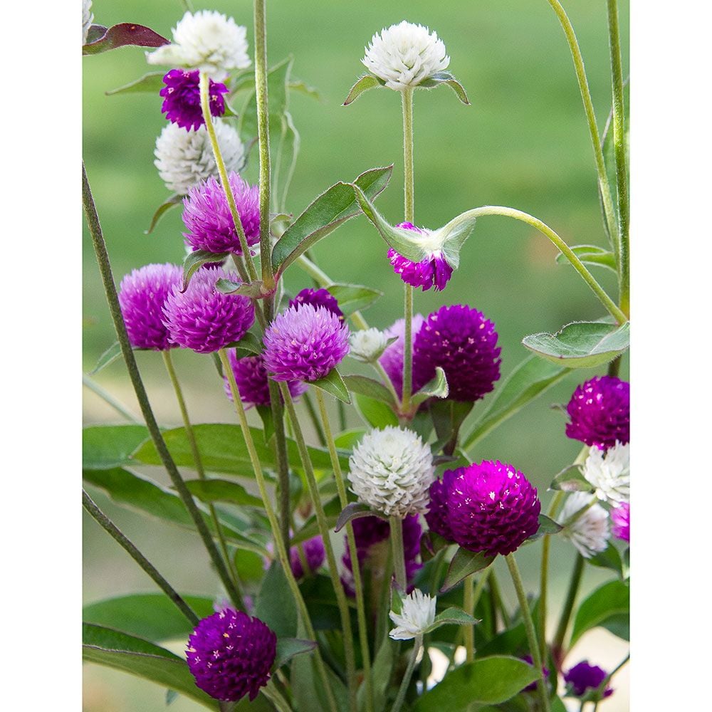 Ping Pong Gomphrena Trio | White Flower Farm