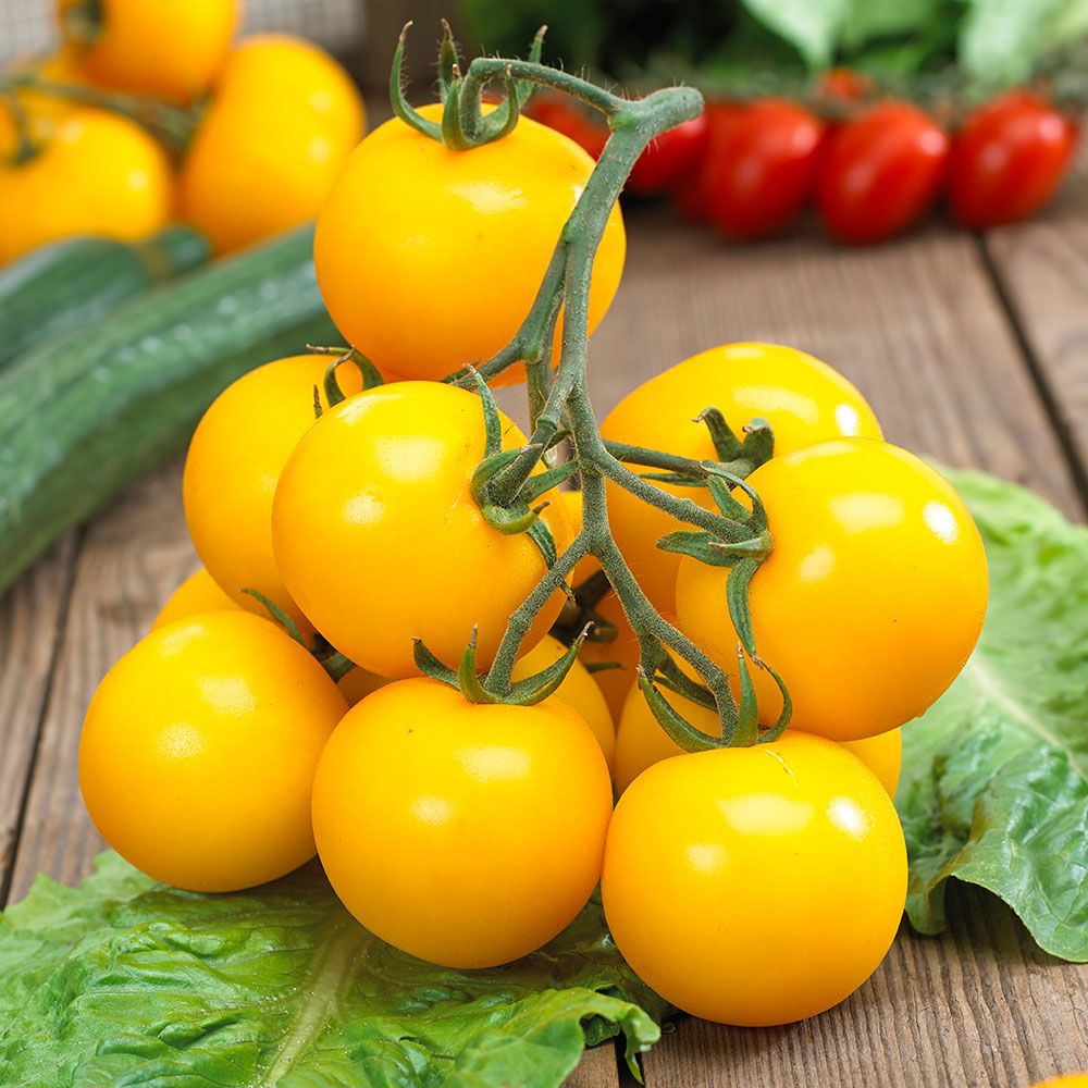 Tomato 'Sweet Gold' | White Flower Farm