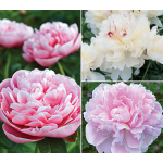 Peonies & Peony Planting Guide | White Flower Farm