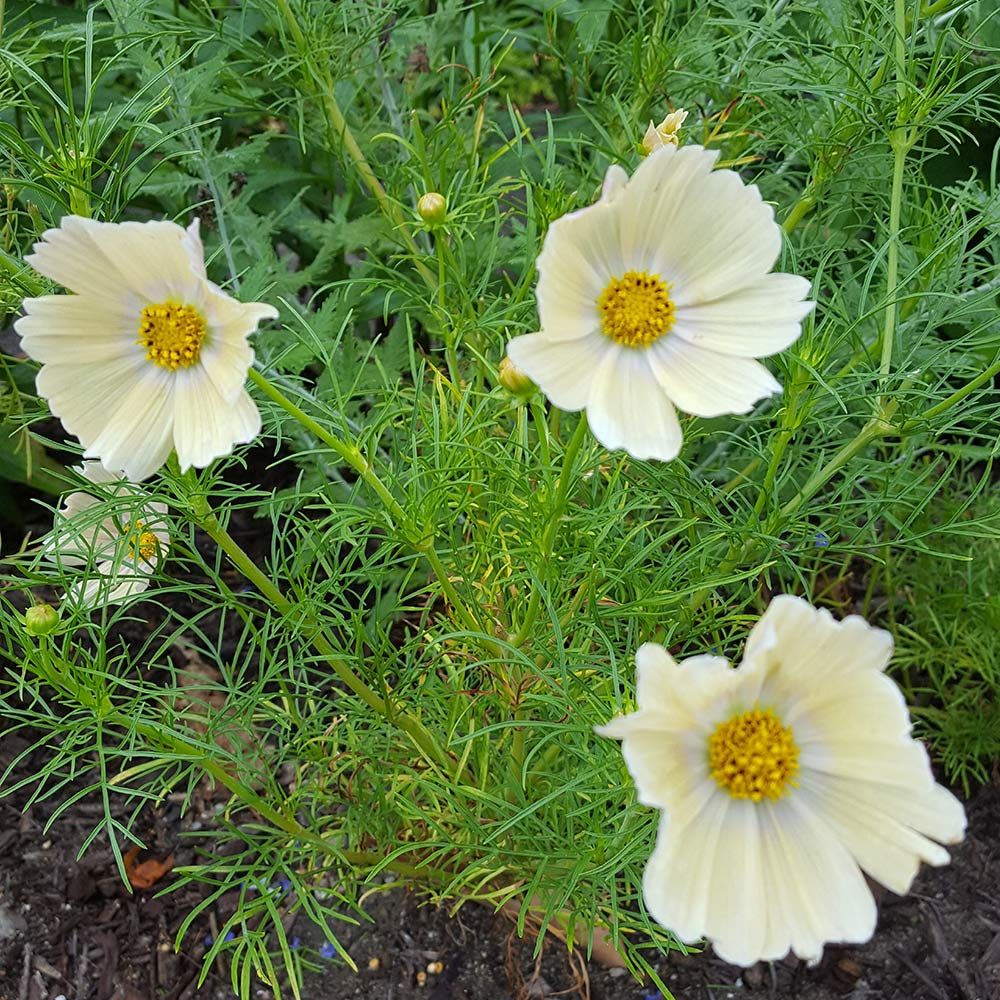 Cosmos bipinnatus 'Lemonade' | White Flower Farm