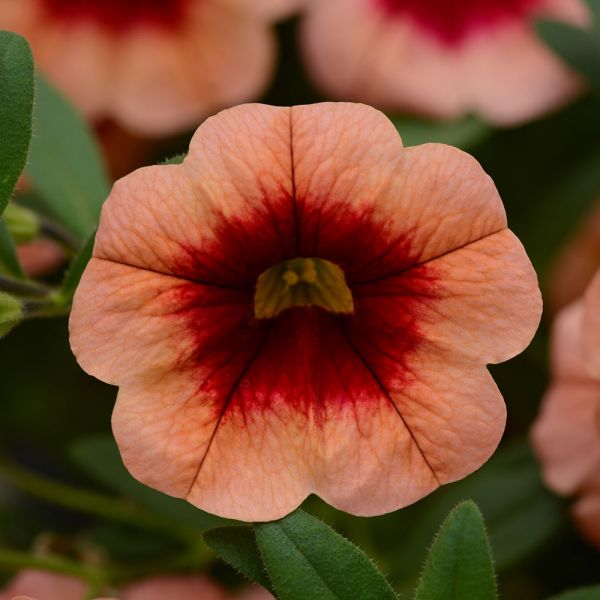 Calibrachoa Cabaret® Coral Kiss | White Flower Farm