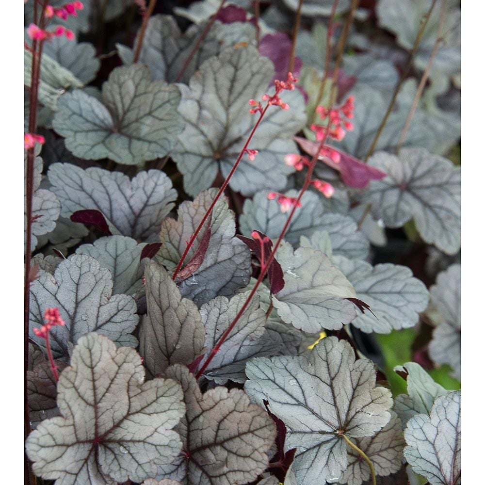 Heuchera Dolce® 'Silver Gumdrop' | White Flower Farm