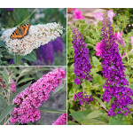 Buddleia davidii Buzz™ Magenta | White Flower Farm