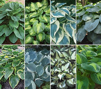 World of Hosta Collection | White Flower Farm