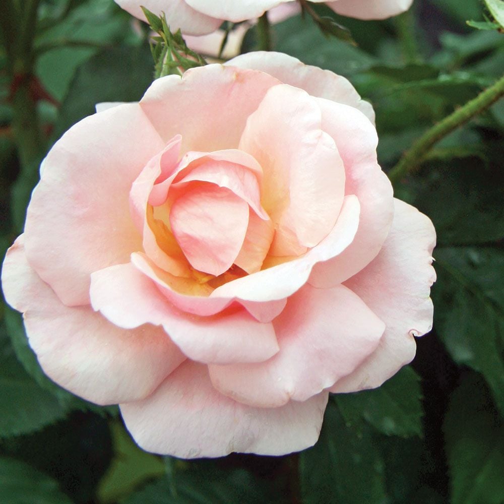 Rose Peachy Knock Out® | White Flower Farm