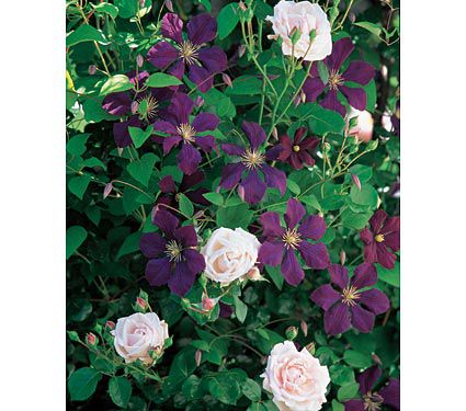Dawn and Dusk Rose & Clematis Collection - White Flower Farm