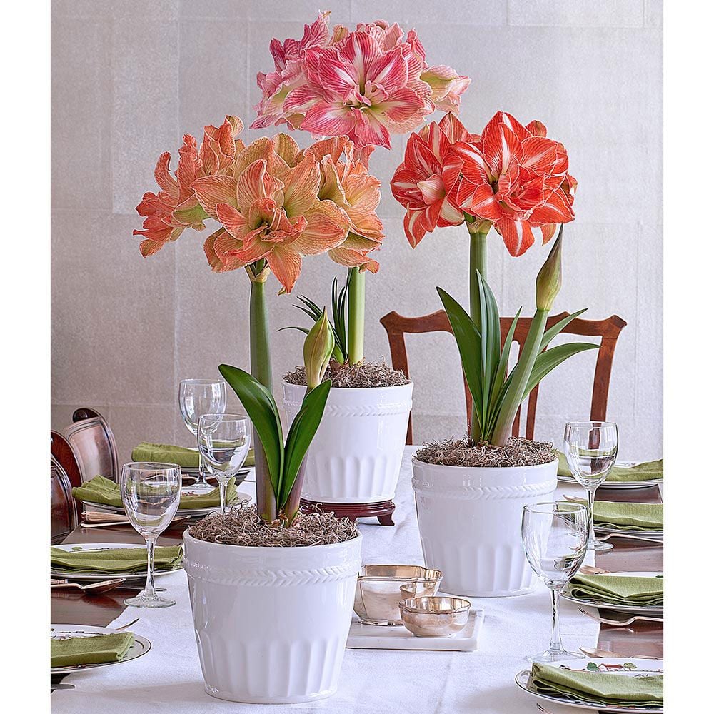 Amaryllis Fancy Nymph Trio | White Flower Farm