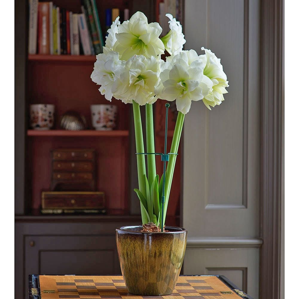 Amaryllis 'Alfresco' | White Flower Farm