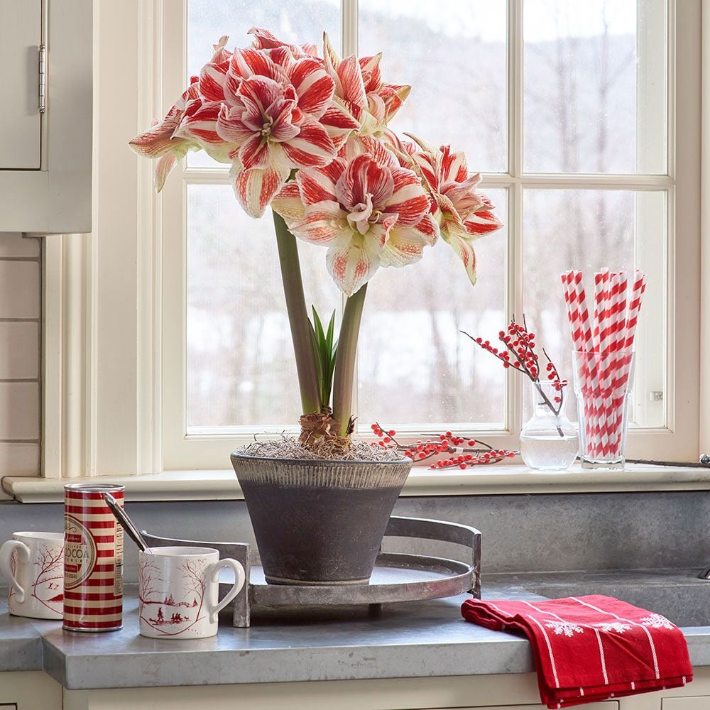 Amaryllis Bright Nymph | White Flower Farm