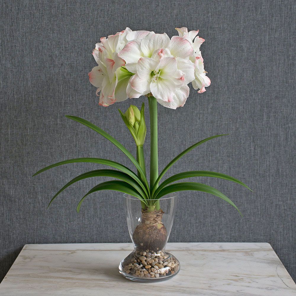 Amaryllis Candy Amadeus | White Flower Farm