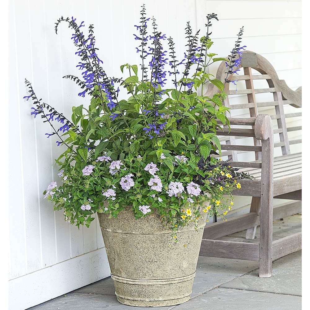 Blue Skyline Container Garden | White Flower Farm