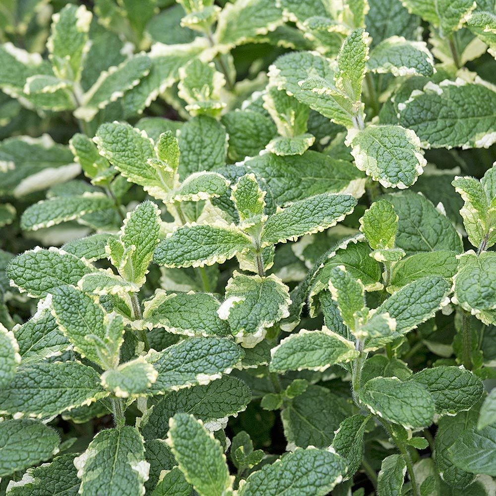 Pineapple Mint Island Pineapple™ White Flower Farm