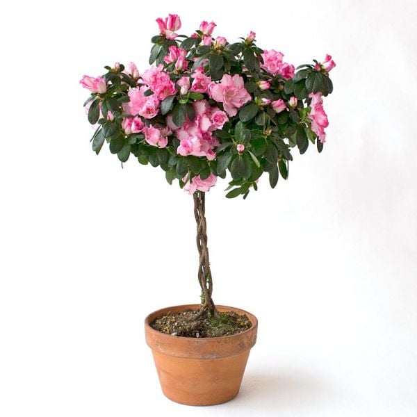 Azalea Topiary, pink picotee | White Flower Farm