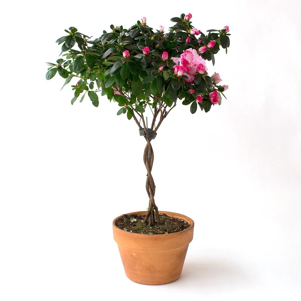 Azalea Topiary, pink picotee | White Flower Farm