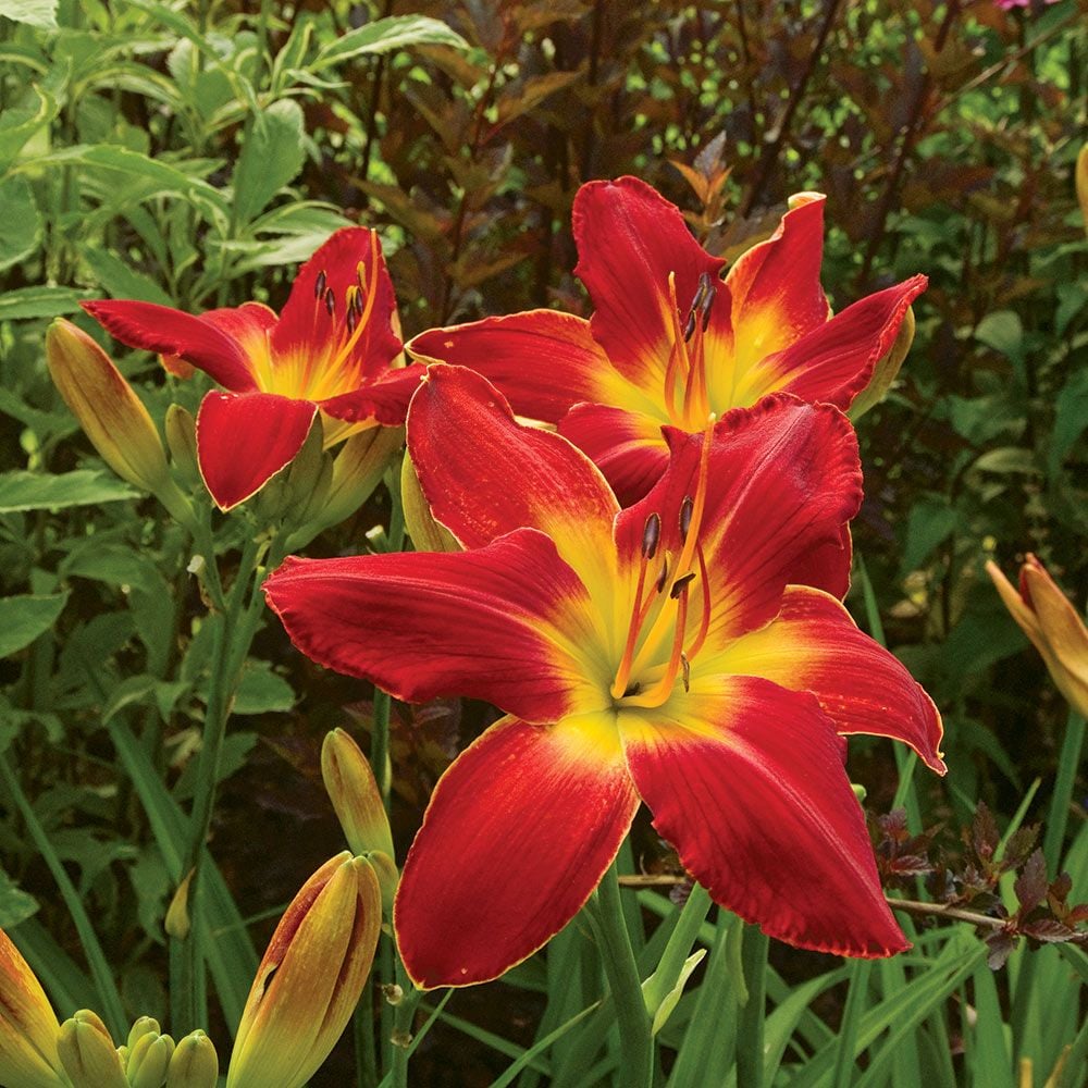 Hemerocallis (Daylily) 'All American Chief' | White Flower Farm