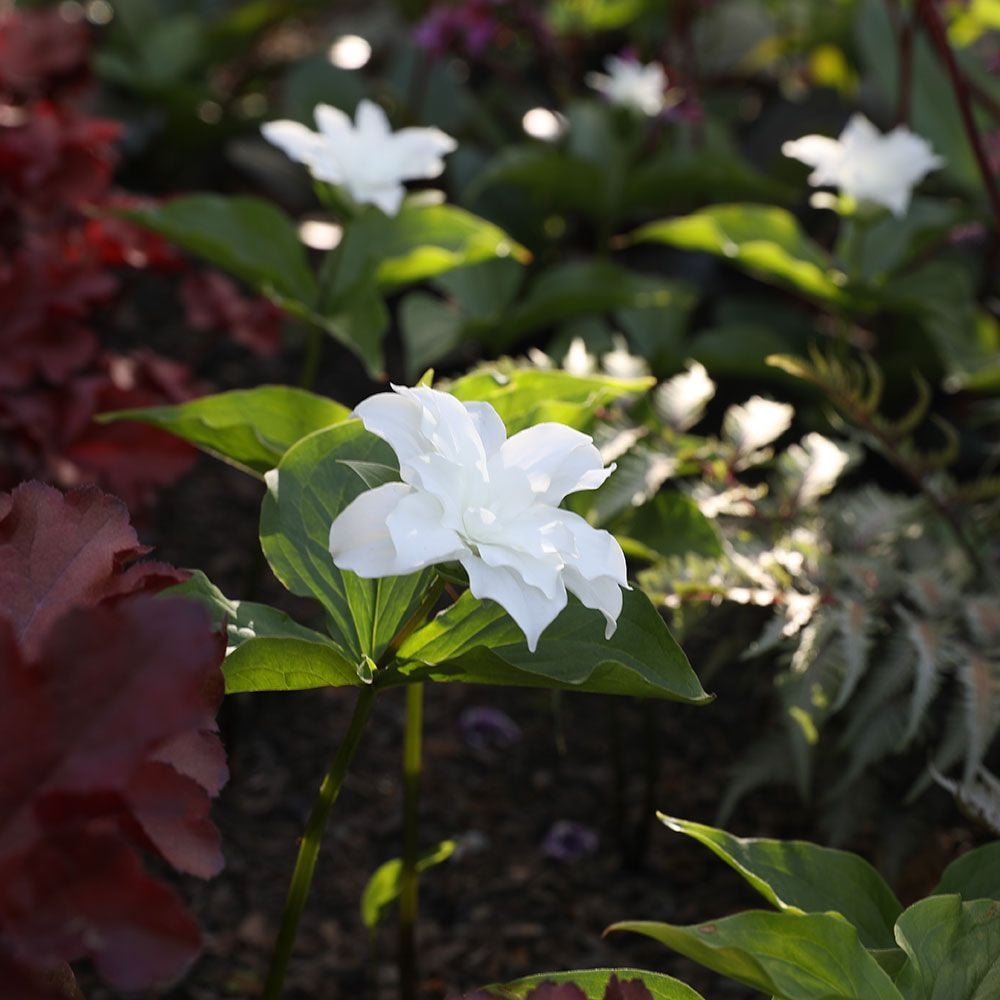 Perennials Flowers, Perennials Plants | White Flower Farm