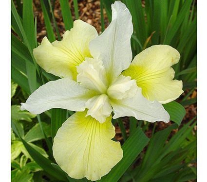 Iris, Iris Bulbs & More | White Flower Farm