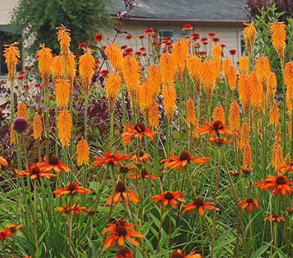 Kniphofia | White Flower Farm