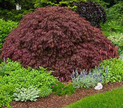 Japanese Maple | White Flower Farm