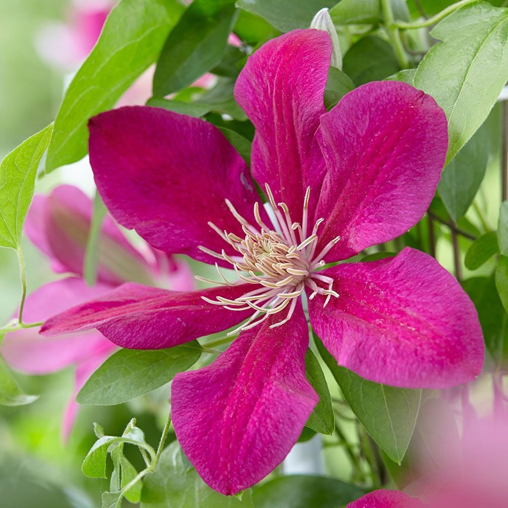 Clematis | White Flower Farm
