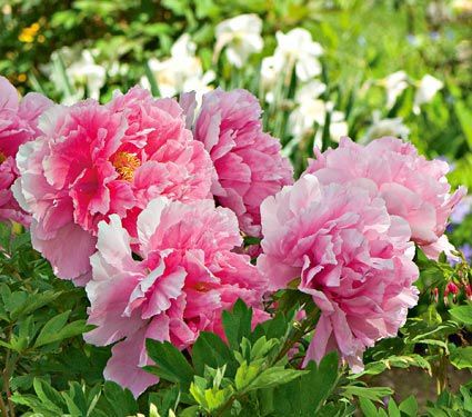 Tree Peony | White Flower Farm