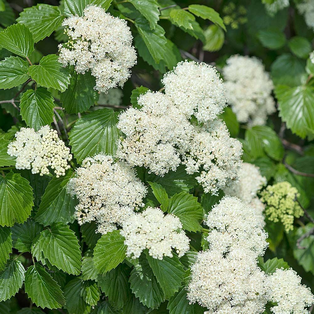 Viburnum | White Flower Farm