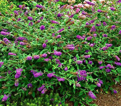 Pollinator Friendly Shrubs | White Flower Farm