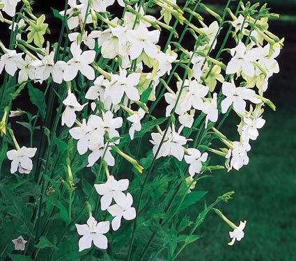 Nicotiana | White Flower Farm