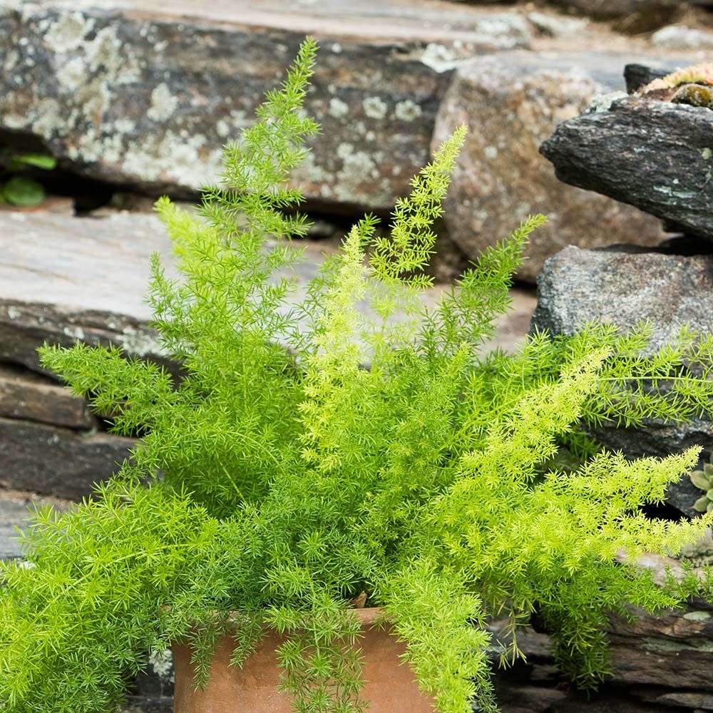 Spring Green Fern Quartet Kit | White Flower Farm