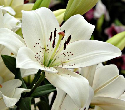 White Lilies | White Flower Farm