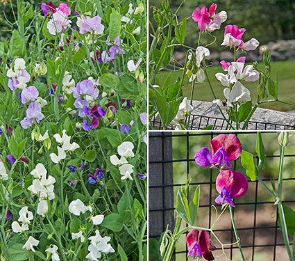 Fragrant Sweet Pea Collection (Lathyrus odoratus) | White Flower Farm