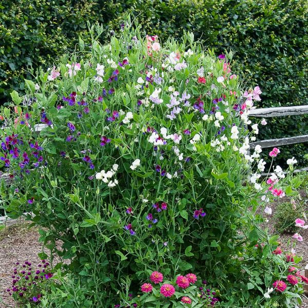 Fragrant Sweet Pea Collection (Lathyrus odoratus) | White Flower Farm