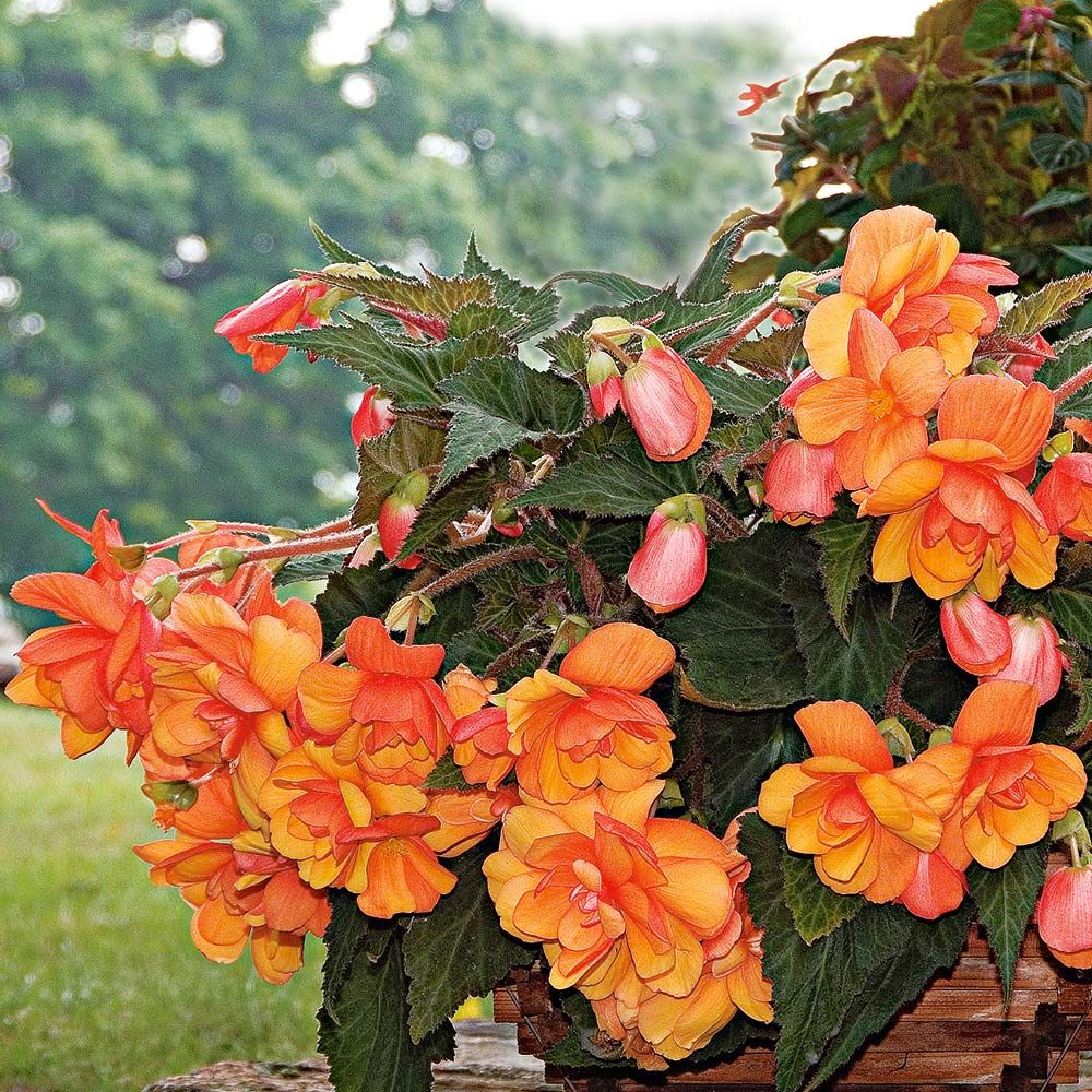 Begonia Firedance - Blackmore & Langdon Trailing Variety | White Flower ...