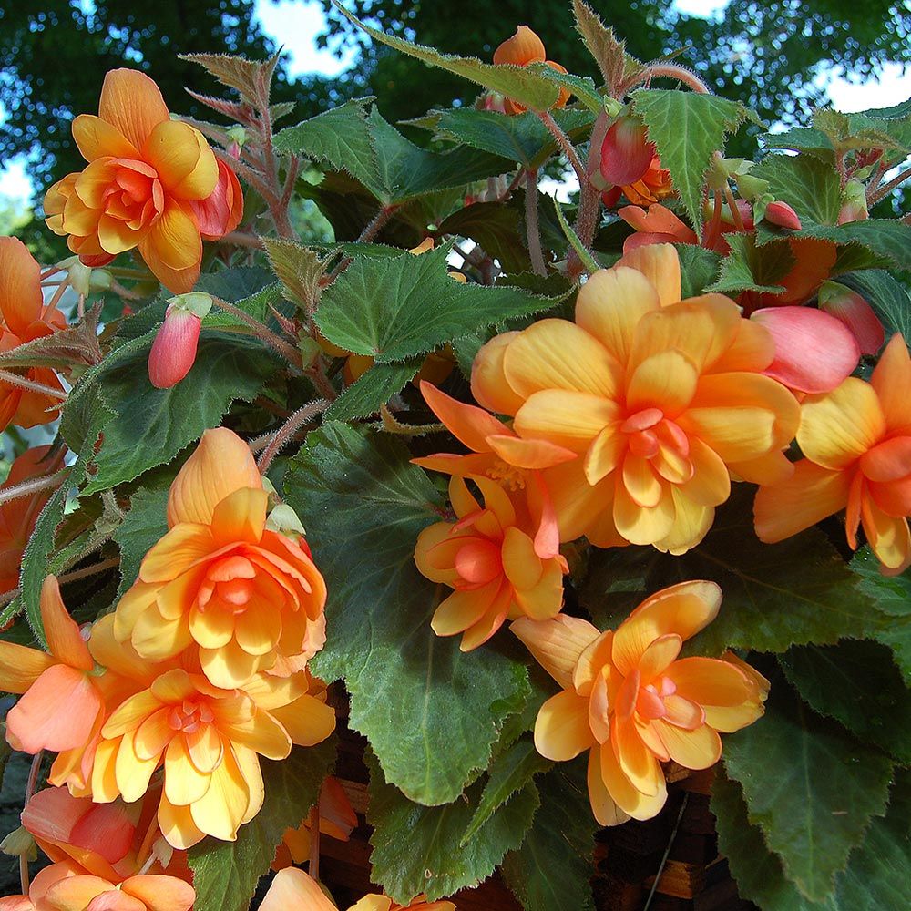Begonia 'Firedance' Blackmore & Langdon Trailing Variety | White Flower ...