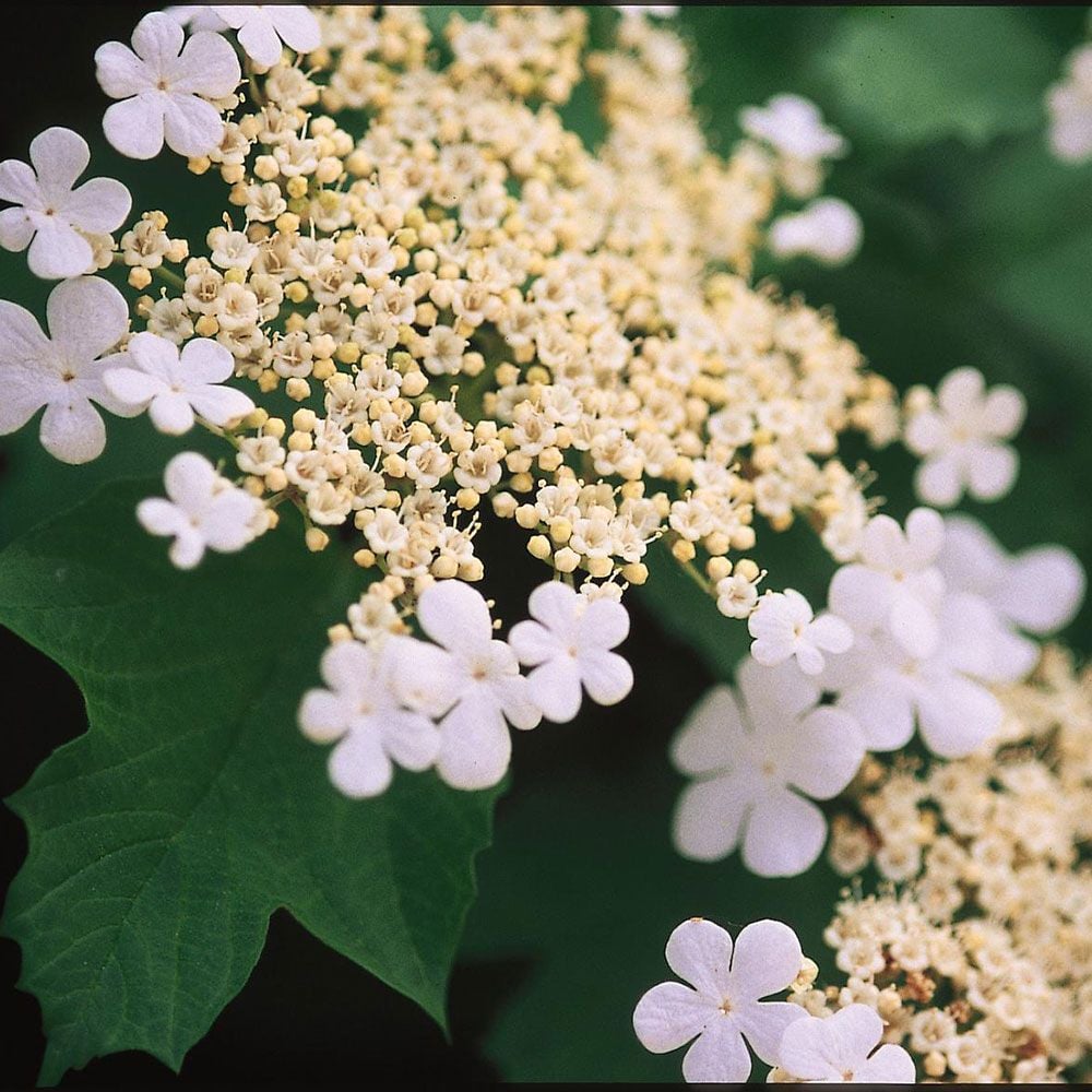 Viburnum trilobum 'Wentworth' | White Flower Farm
