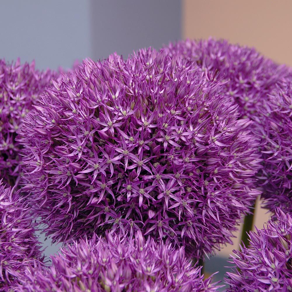 Allium 'Pinball Wizard' | White Flower Farm