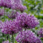 Allium Early Emperor | White Flower Farm
