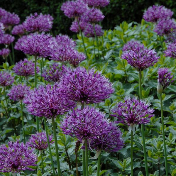 Allium Early Emperor | White Flower Farm
