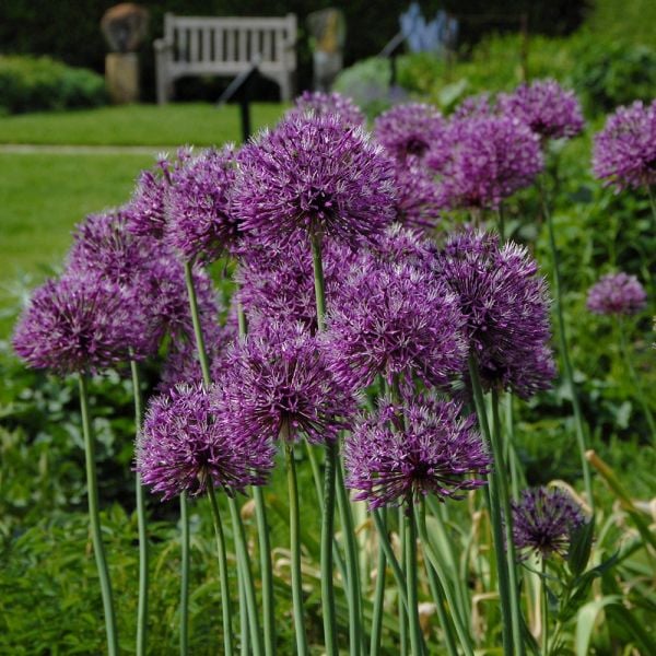 Allium 'Early Emperor' | White Flower Farm