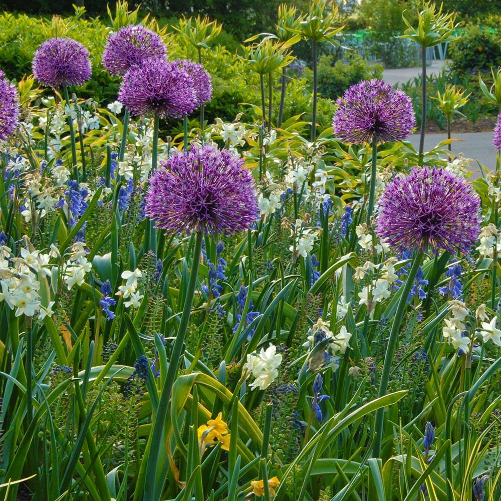 Allium 'Early Emperor' | White Flower Farm