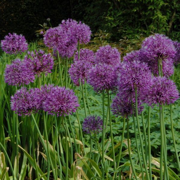 Allium 'Early Emperor' | White Flower Farm