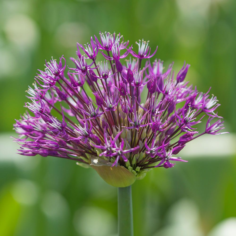 Allium 'Early Emperor' | White Flower Farm