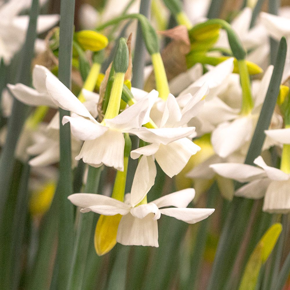 Narcissus 'Starlight Sensation' | White Flower Farm