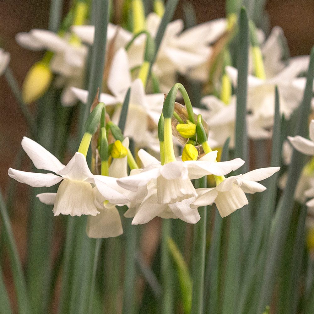 Narcissus 'Starlight Sensation' | White Flower Farm