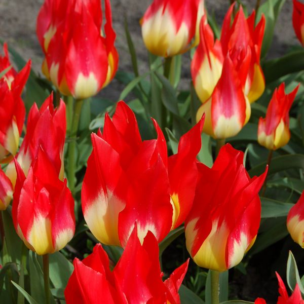 Tulip 'Flames Mystery' | White Flower Farm