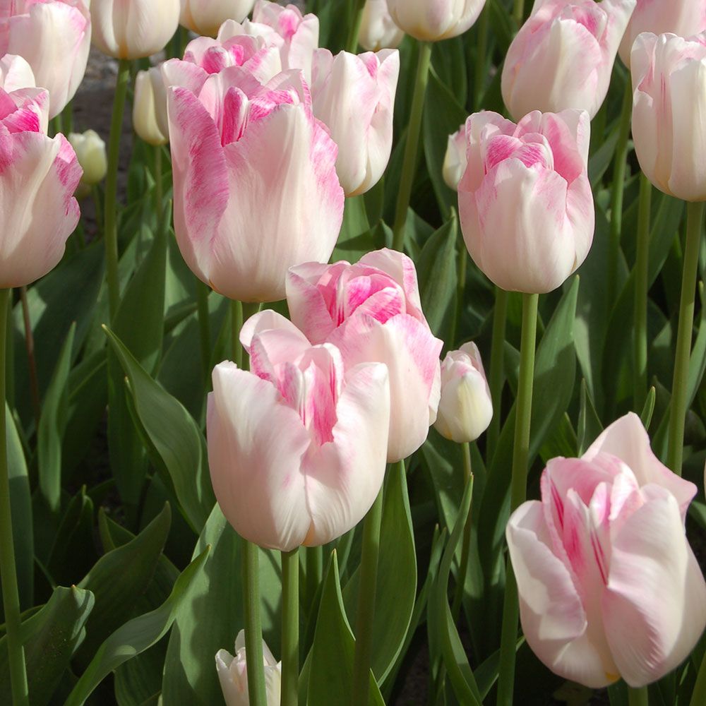 Tulip 'Infinity' | White Flower Farm