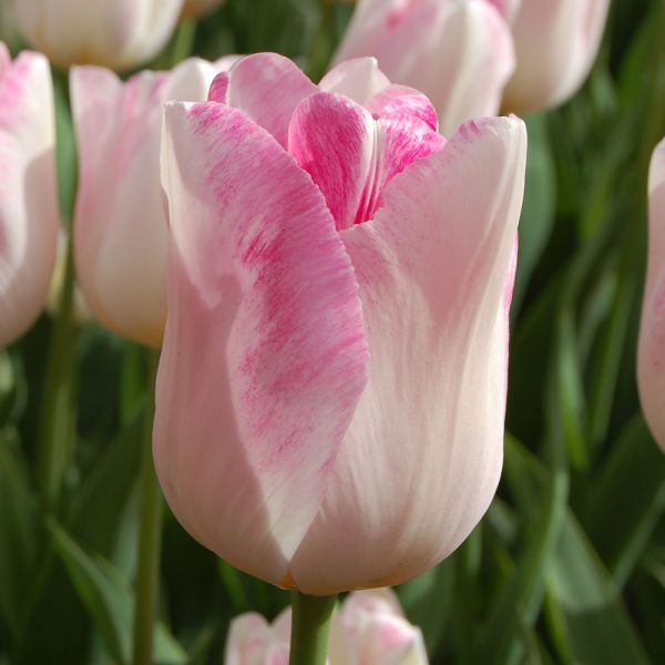 Tulip 'Infinity' | White Flower Farm