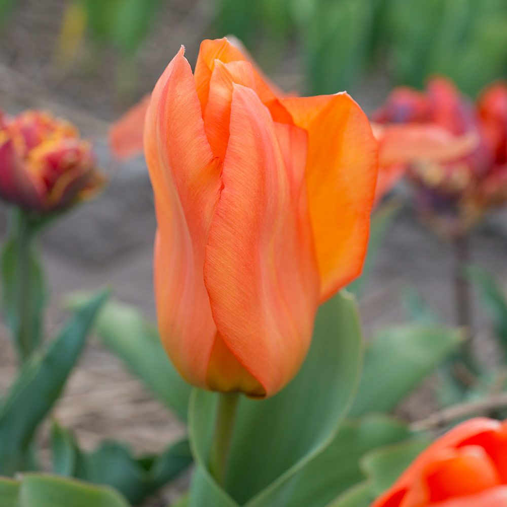 Tulip 'Princeps Orange' | White Flower Farm