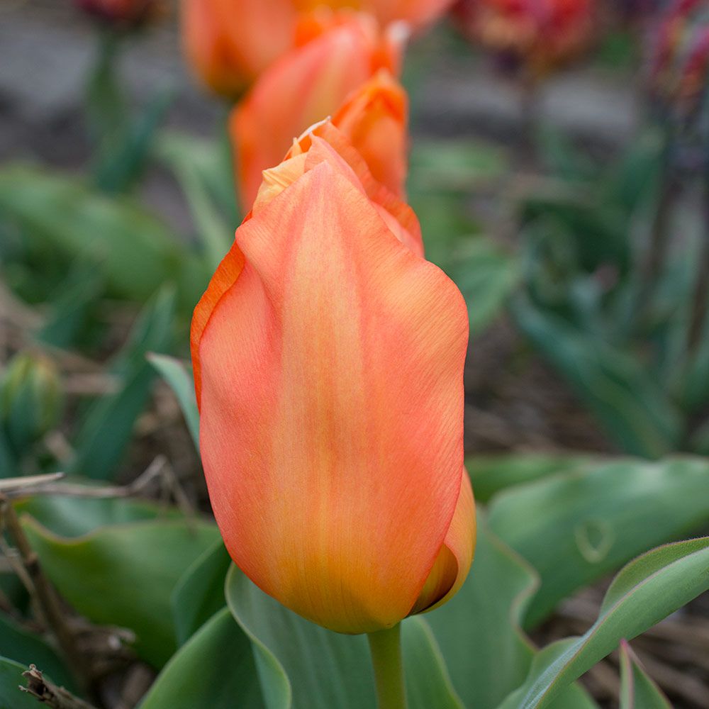 Tulip 'Princeps Orange' | White Flower Farm